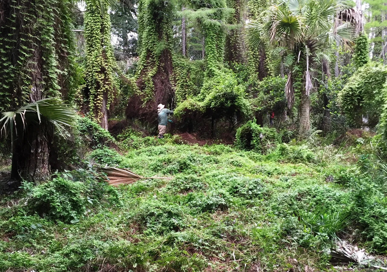 Terrestrial Vegetation Control Riviera Beach Florida